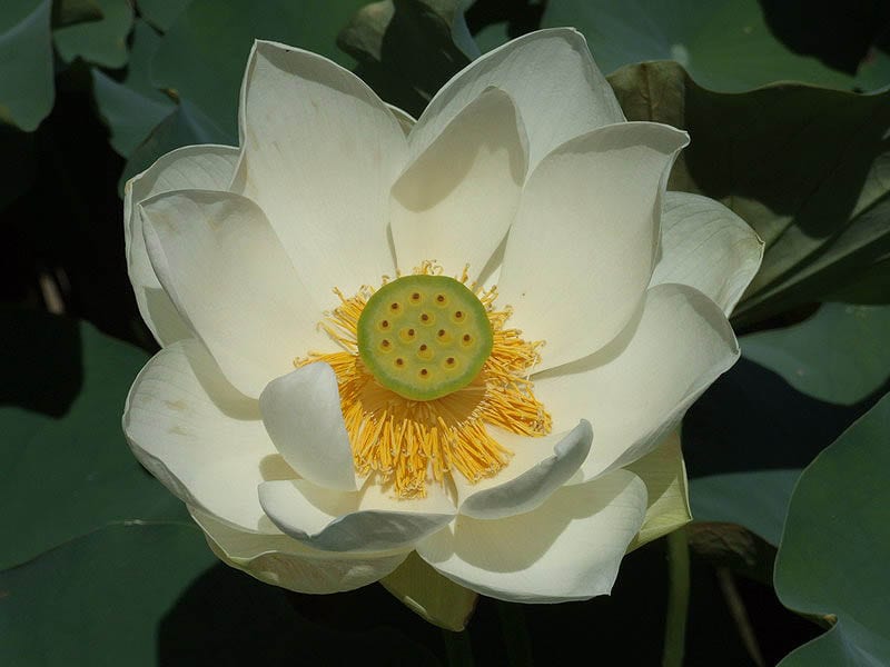 אודות - קודא